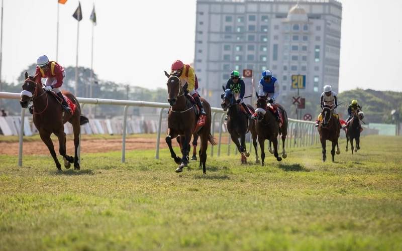 Heros Turf Vip - Genycourse