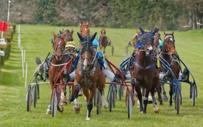 Cd Turf - Genycourse