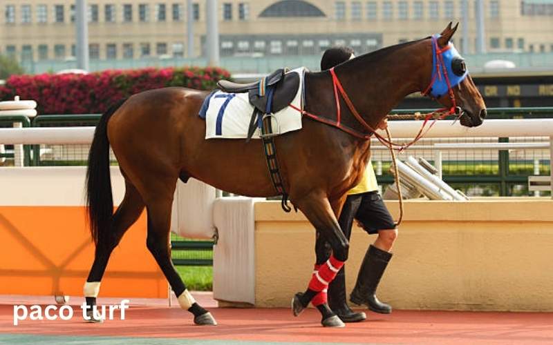 Paco Turf - Genycourse