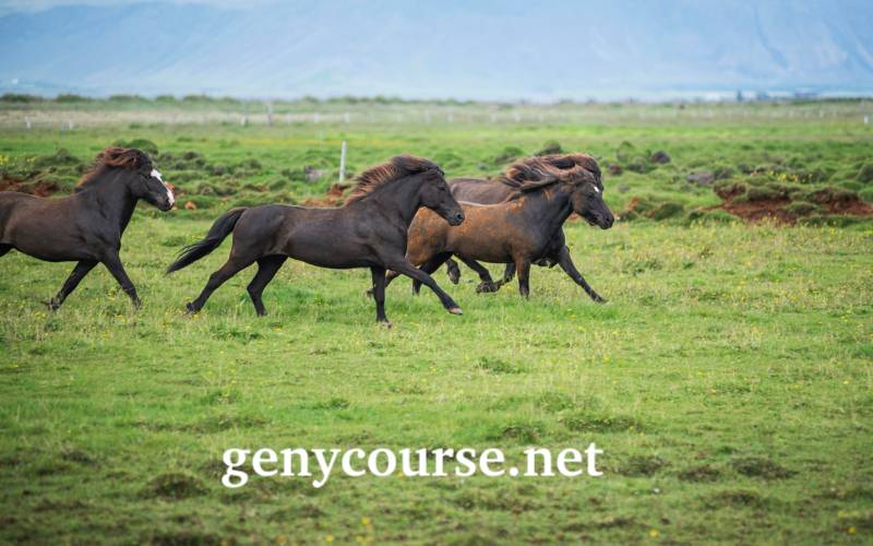 Capital Turf: Low-Maintenance Artificial Grass for Businesses